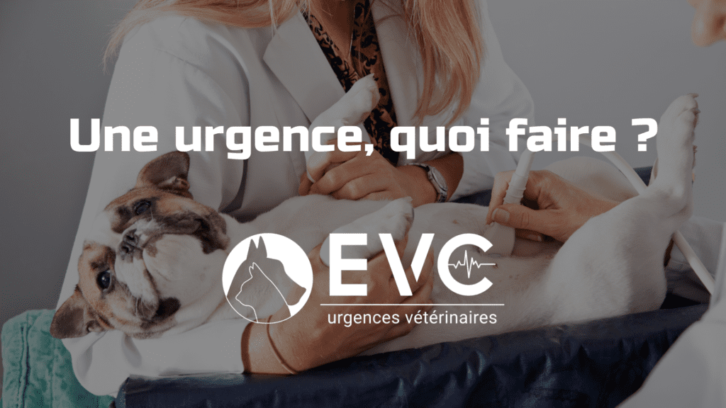 Une urgence vétérinaire, quoi faire