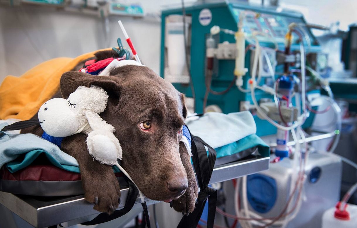 Vet emergency hospitals